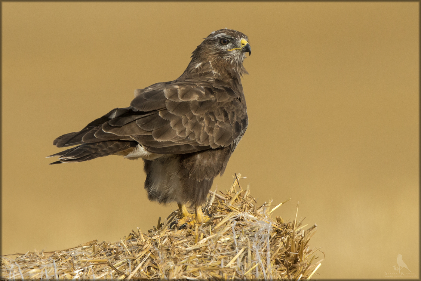 Bussard 2017 Foto & Bild | tiere, wildlife, wild lebende vögel Bilder ...
