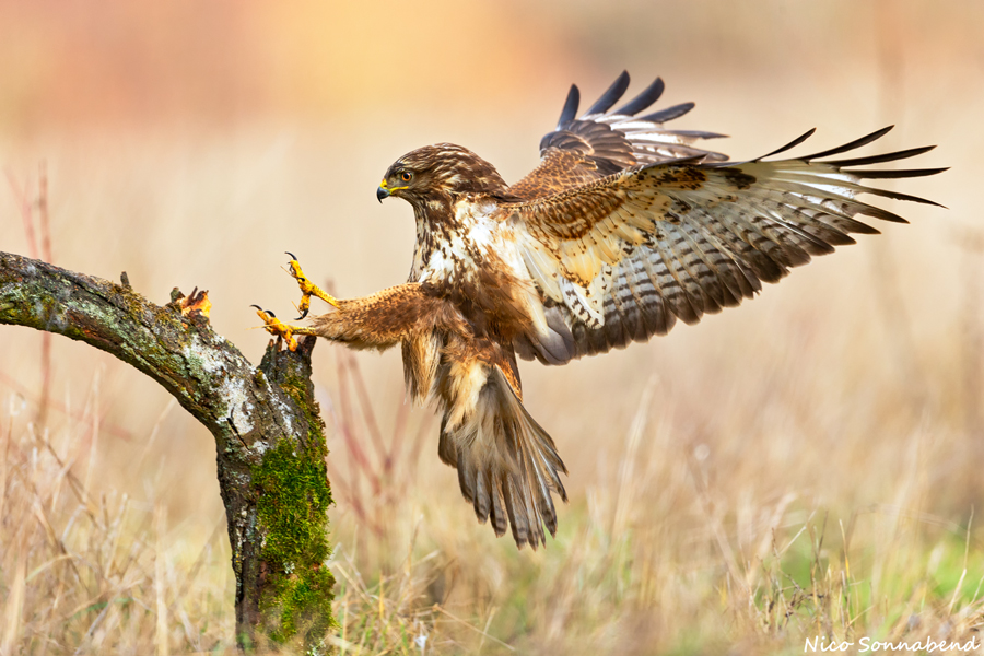 Bussard Foto & Bild | tiere, wildlife, wild lebende vögel Bilder auf ...