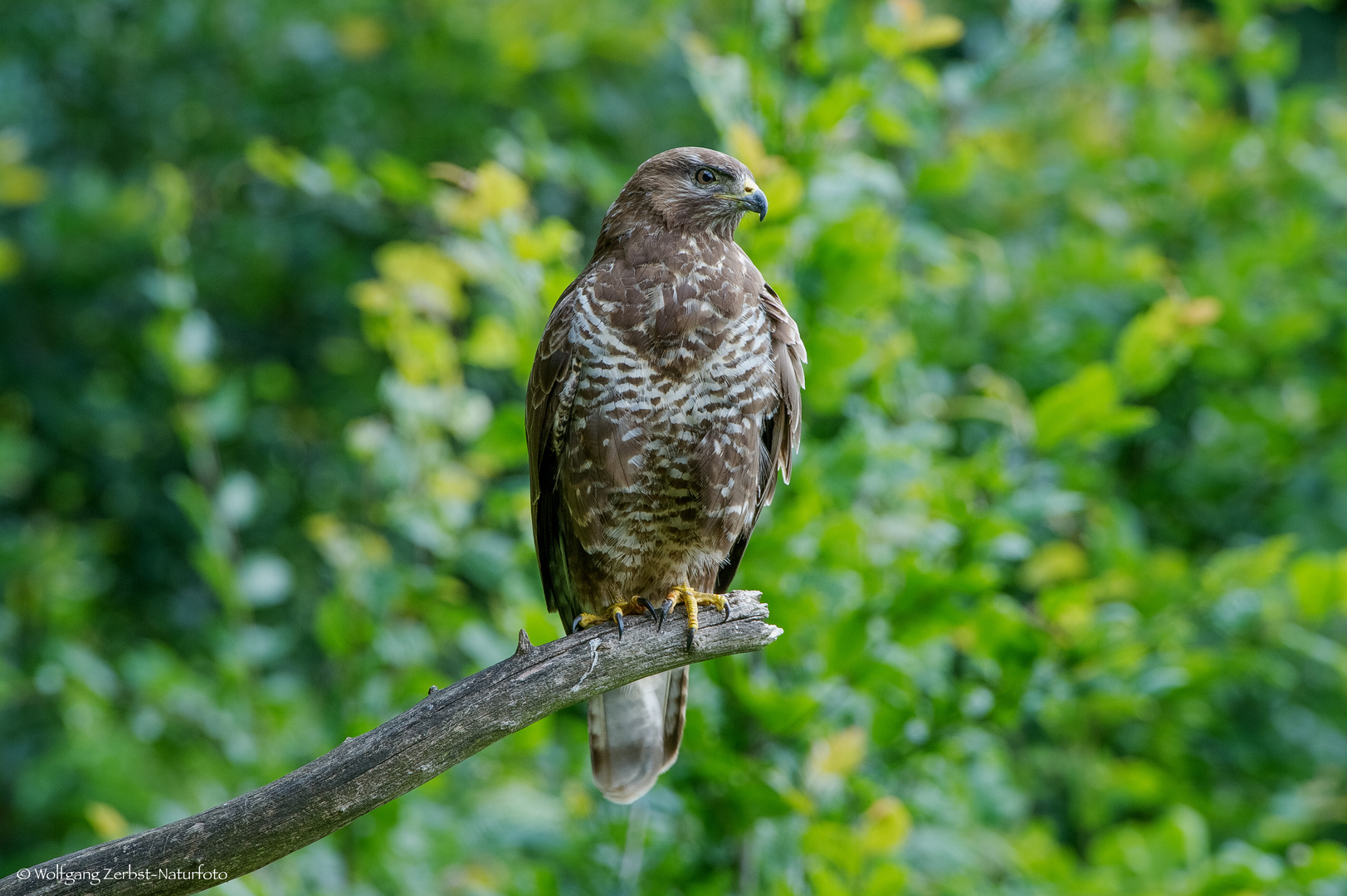 -- Bussard -- Foto & Bild | fotos, world, natur Bilder auf fotocommunity