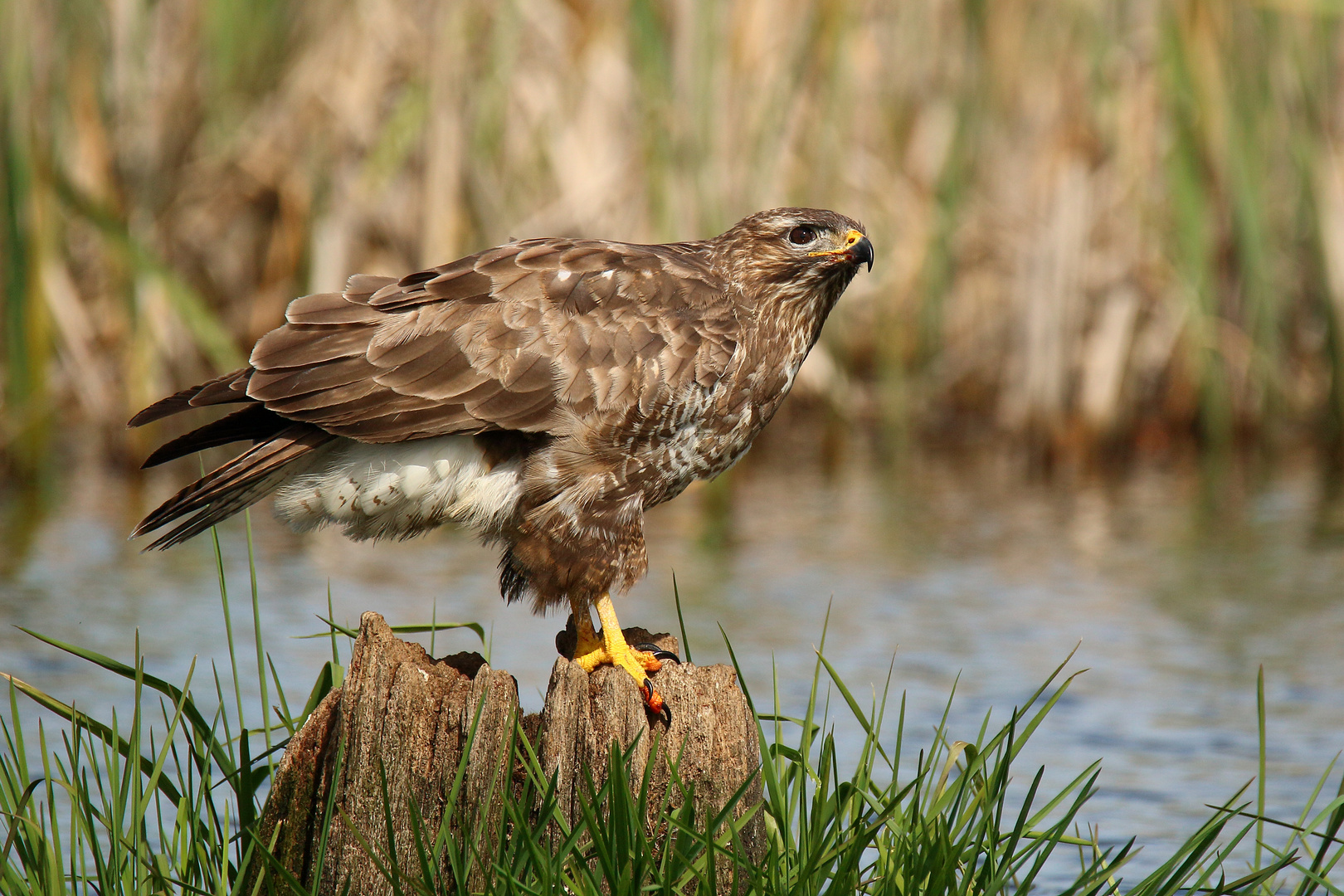Bussard Foto & Bild | tiere, wildlife, natur Bilder auf fotocommunity