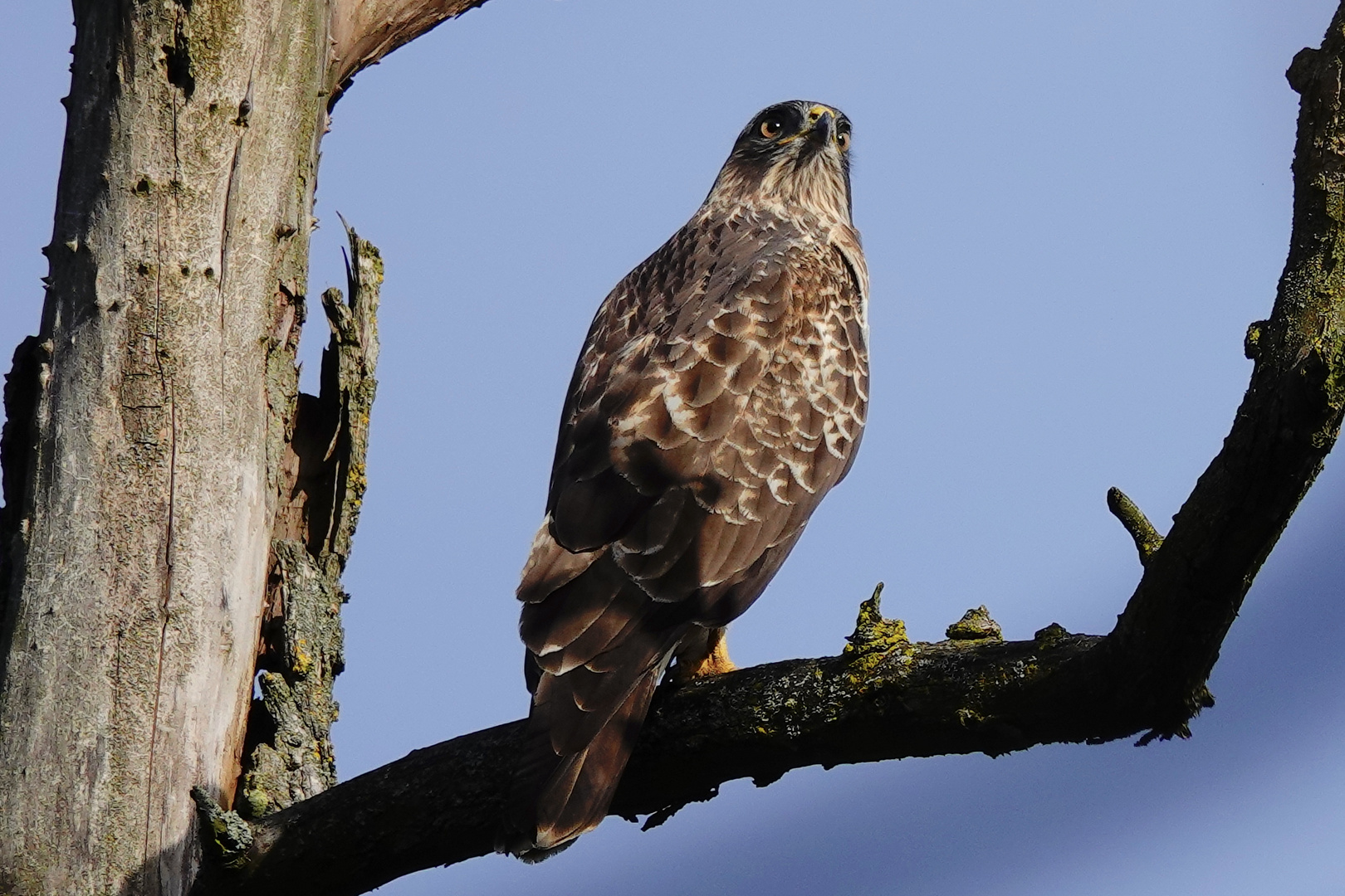 BUSSARD Foto & Bild | natur, vögel, wildlife Bilder auf fotocommunity