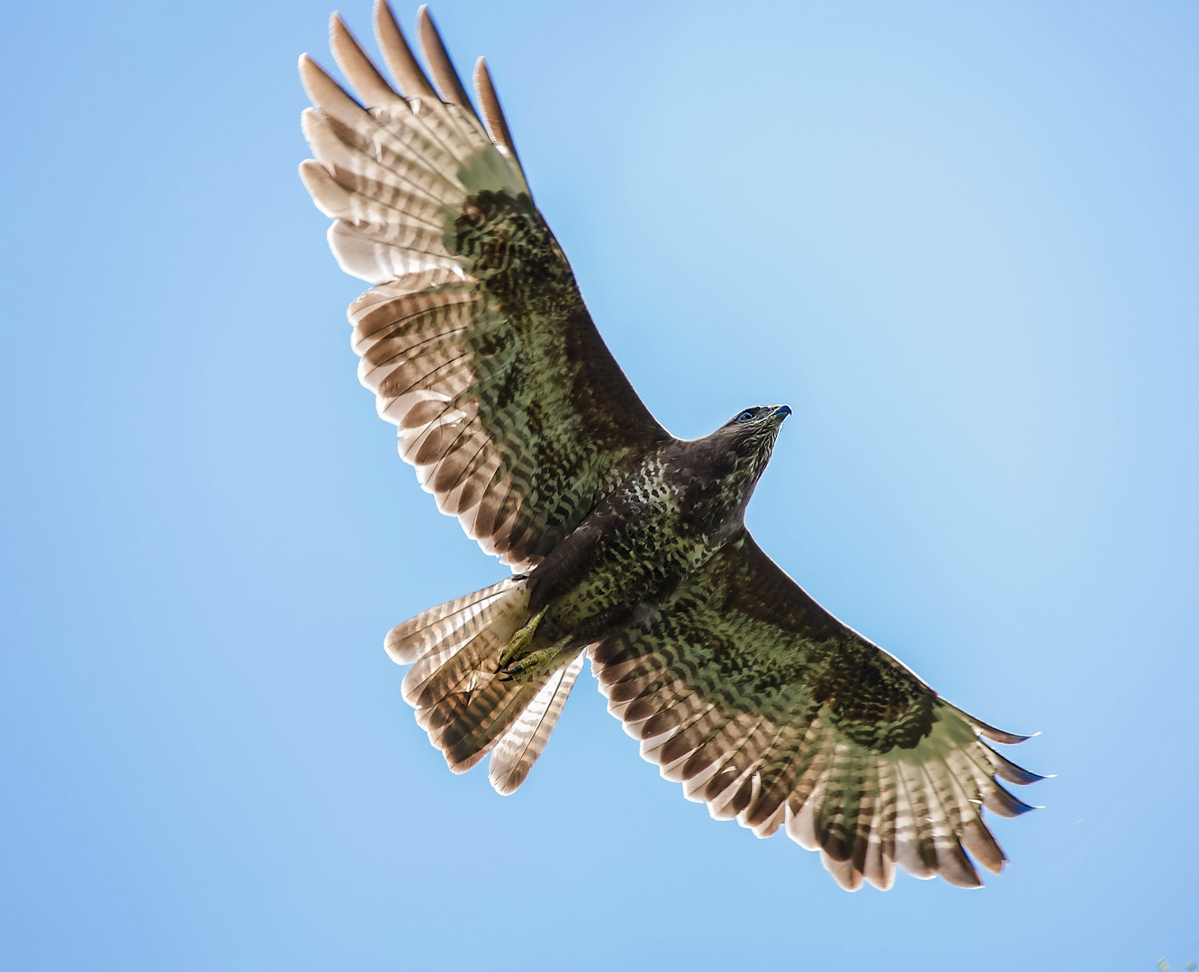 Bussard Foto & Bild | natur, tiere, wildlife Bilder auf fotocommunity
