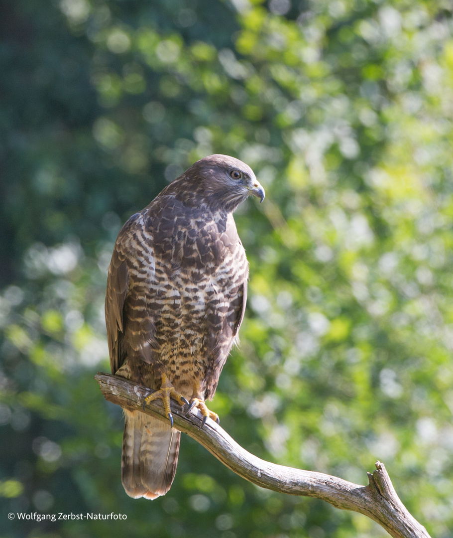 -- Bussard 3 -- Foto & Bild | fotos, world, natur Bilder auf fotocommunity