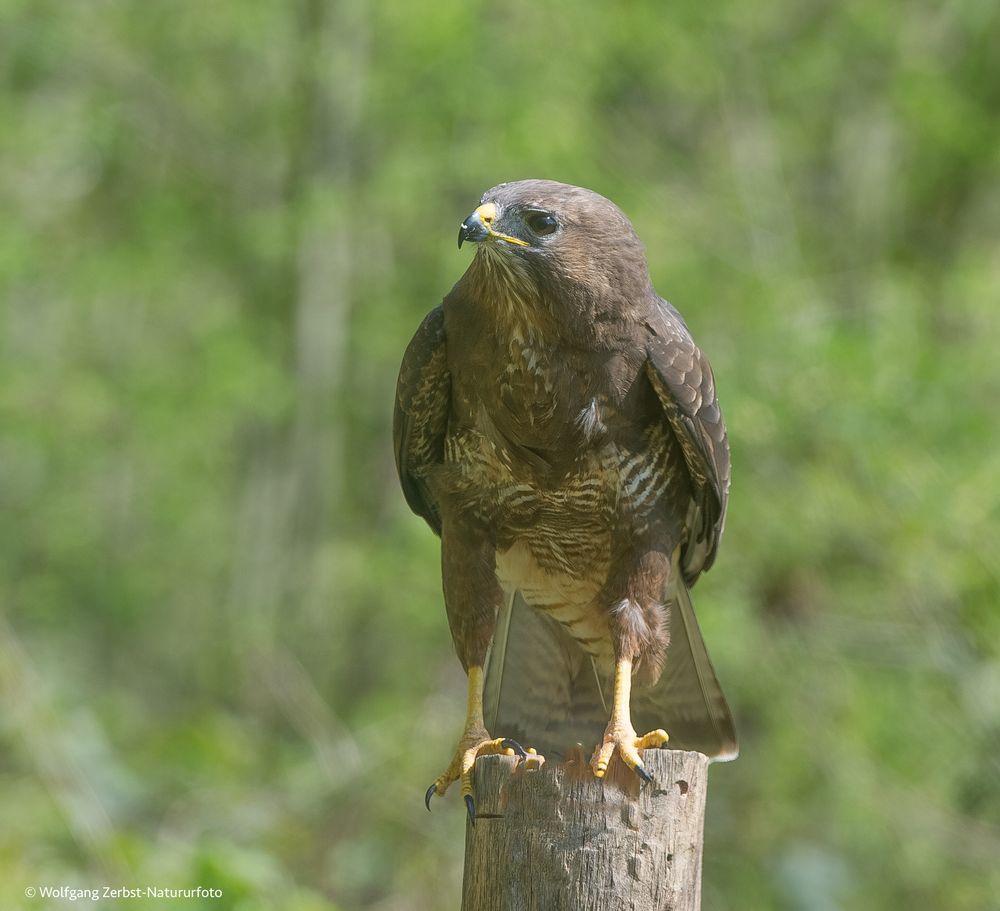 -- Bussard 3 -- Foto & Bild | fotos, world, natur Bilder auf fotocommunity