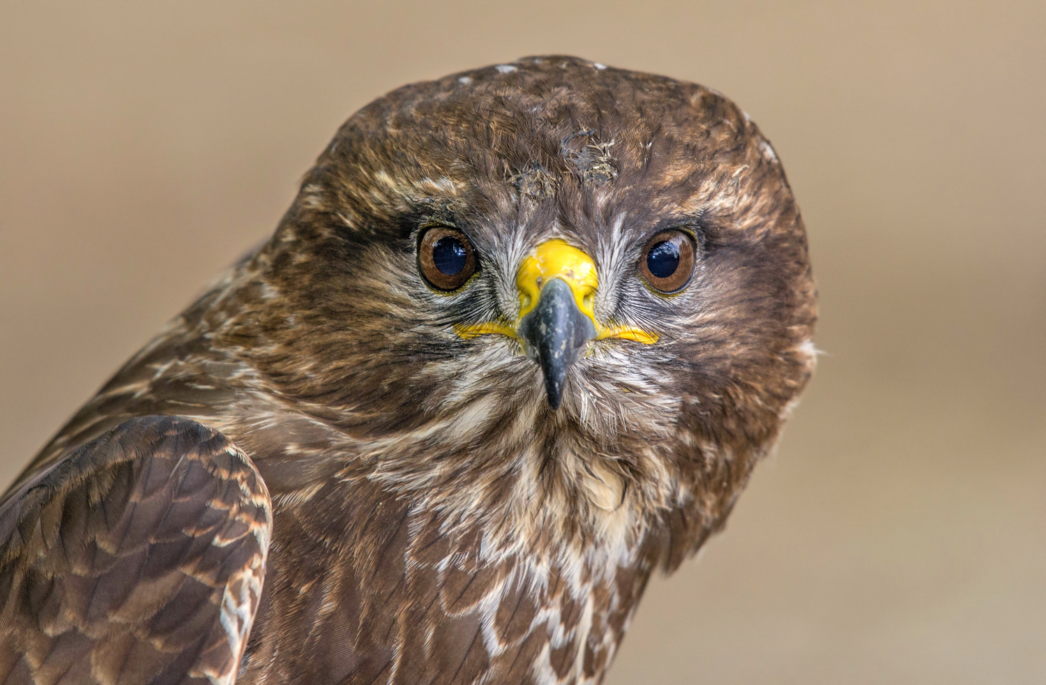 Bussard (3) Foto & Bild | tiere, wildlife, natur Bilder auf fotocommunity