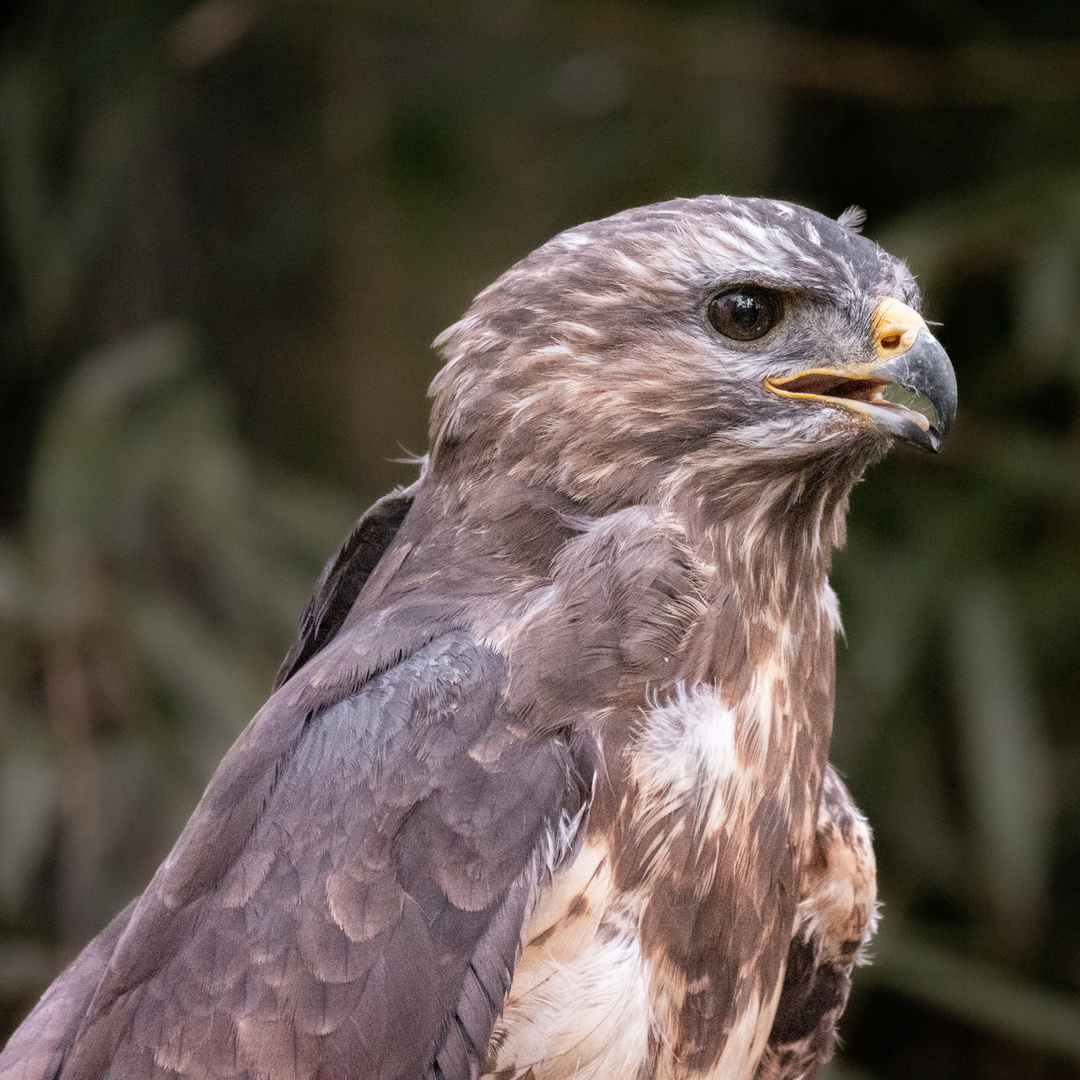 Bussard Foto & Bild | natur, zoo, tiere Bilder auf fotocommunity
