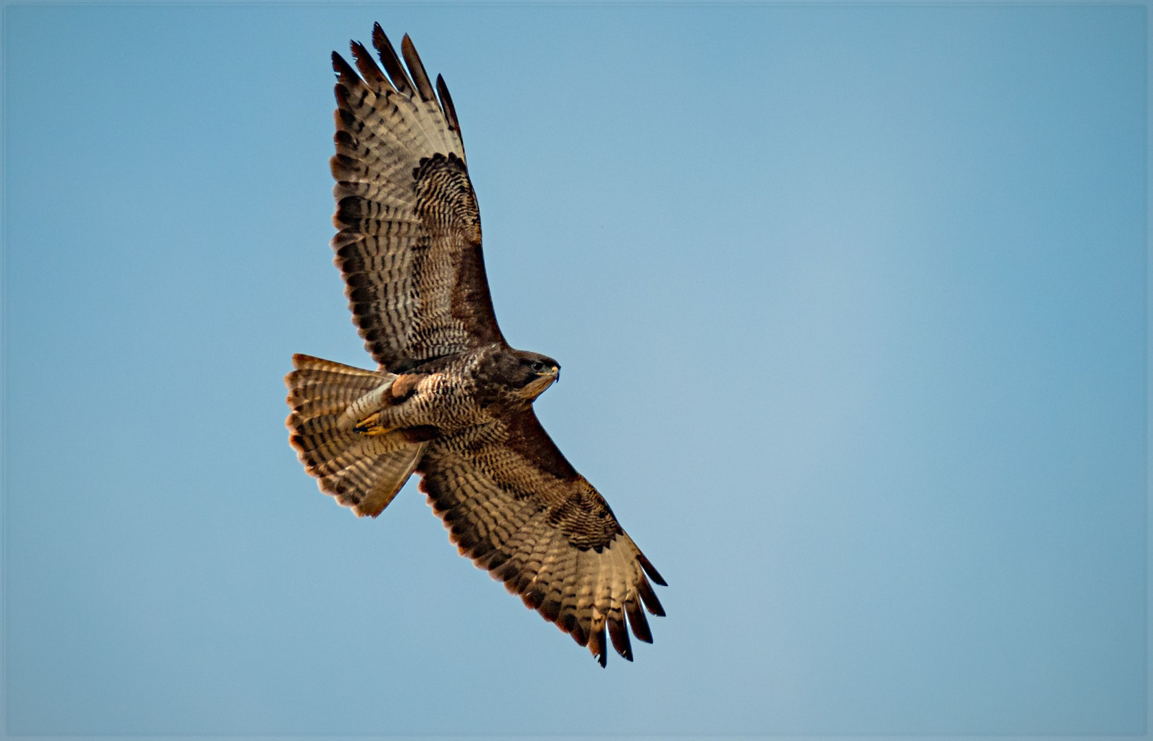 Bussard Foto & Bild | tiere, wildlife, wild lebende vögel Bilder auf ...