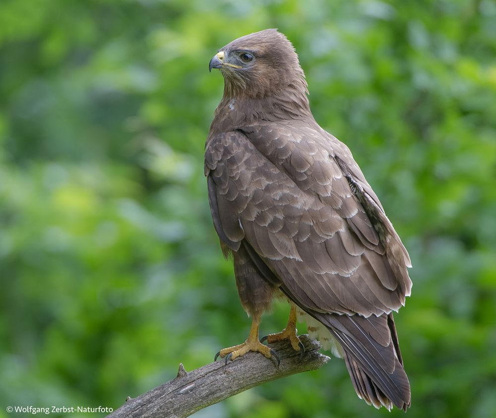 -- Bussard 4 -- Foto & Bild | fotos, world, natur Bilder auf fotocommunity