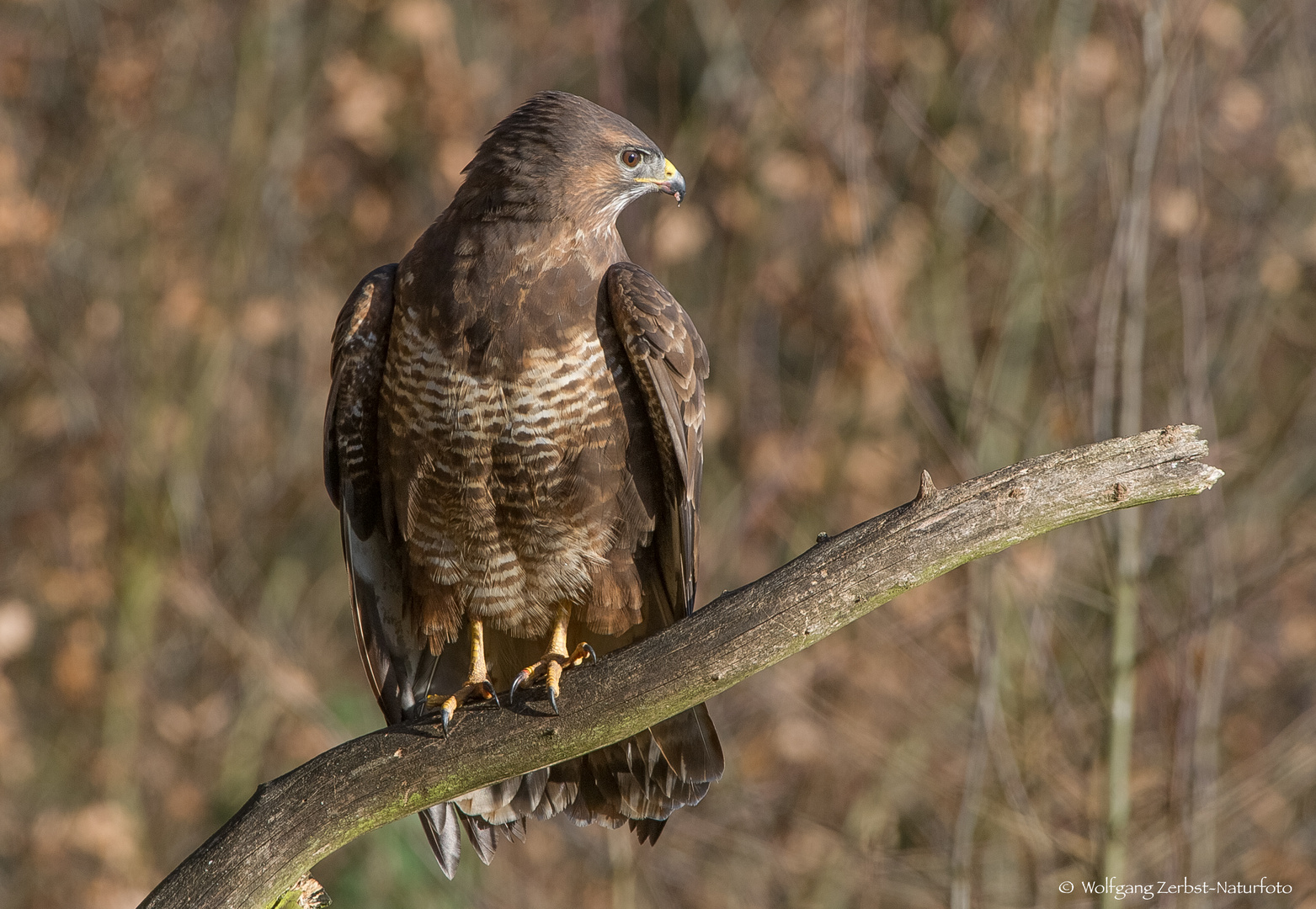 -- Bussard -- Foto & Bild | fotos, world, natur Bilder auf fotocommunity