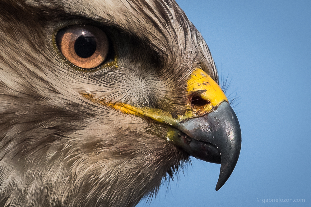 Bussard Foto & Bild | tiere, wildlife, wild lebende vögel Bilder auf ...