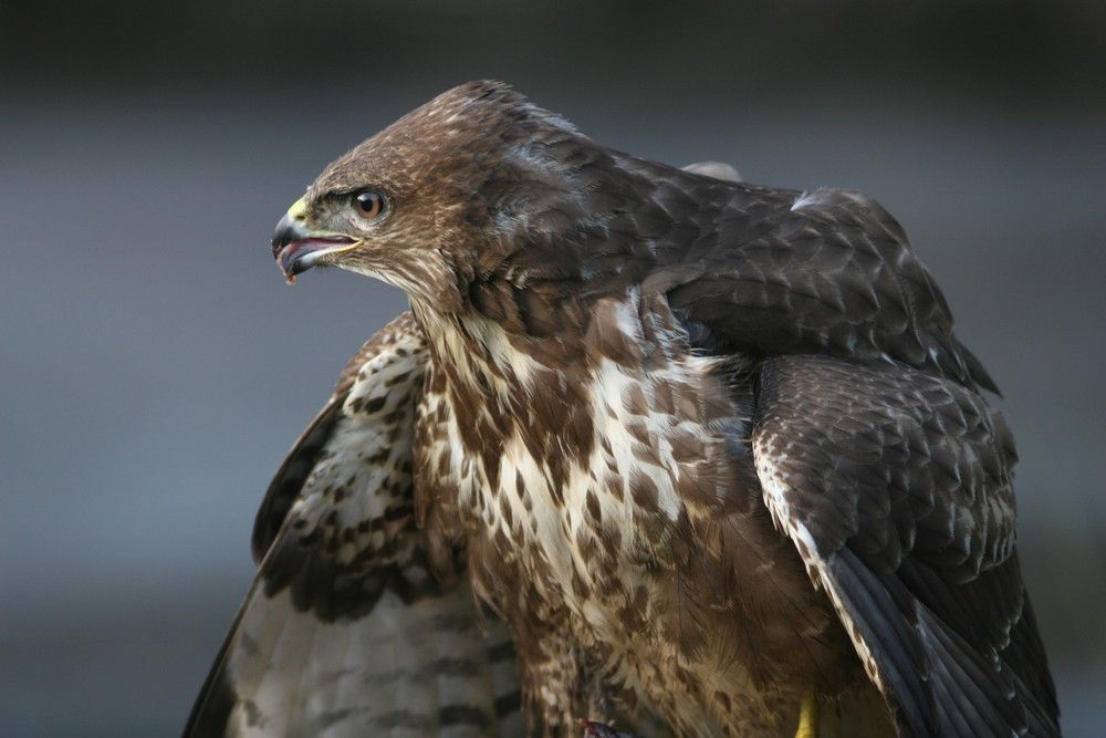 Bussard Foto & Bild | tiere, wildlife, wild lebende vögel Bilder auf ...