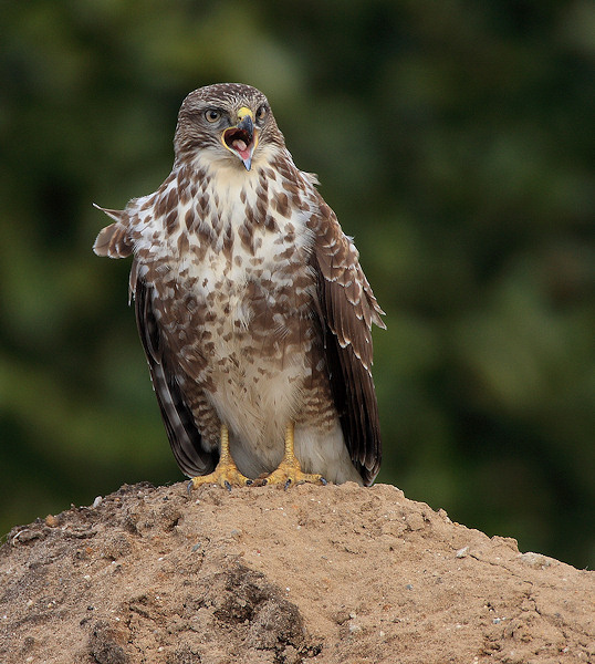 Bussard Foto & Bild | tiere, wildlife, wild lebende vögel Bilder auf ...