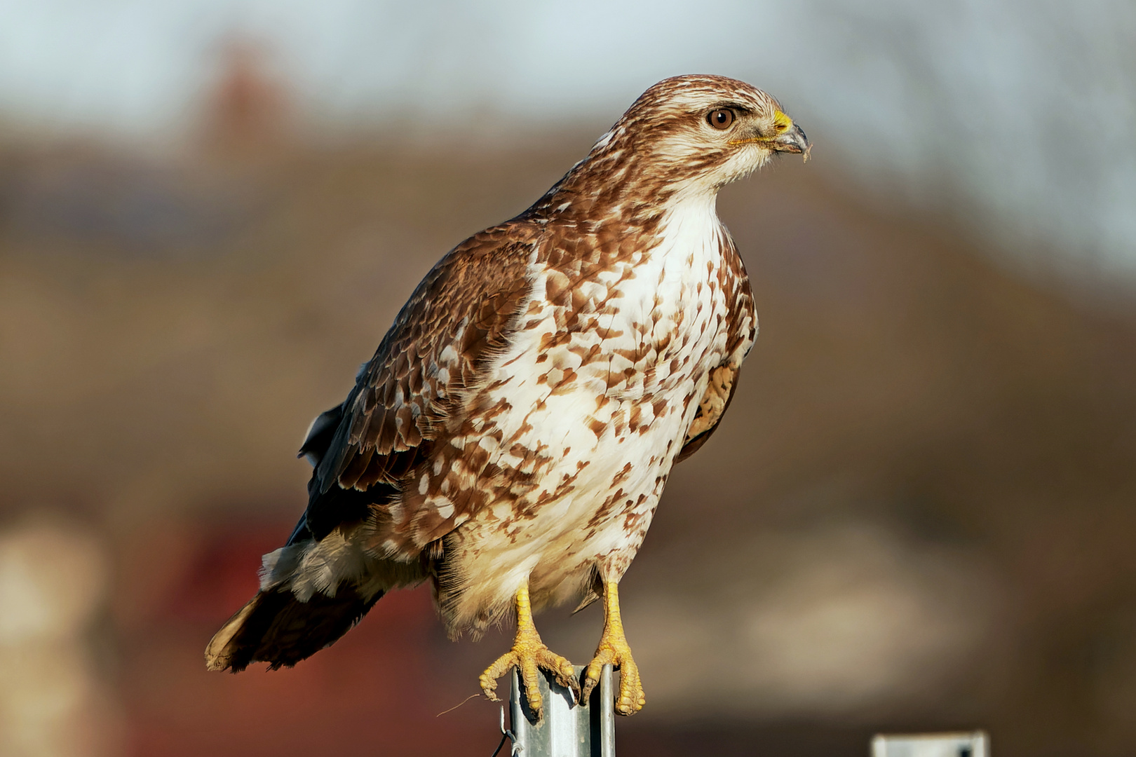 Bussard Foto & Bild | tiere, wildlife, wildlebende vögel Bilder auf ...