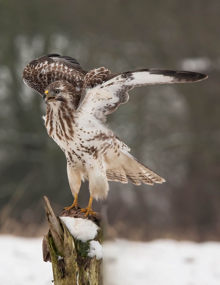 Bussard Foto & Bild | natur, vögel, wildlife Bilder auf fotocommunity