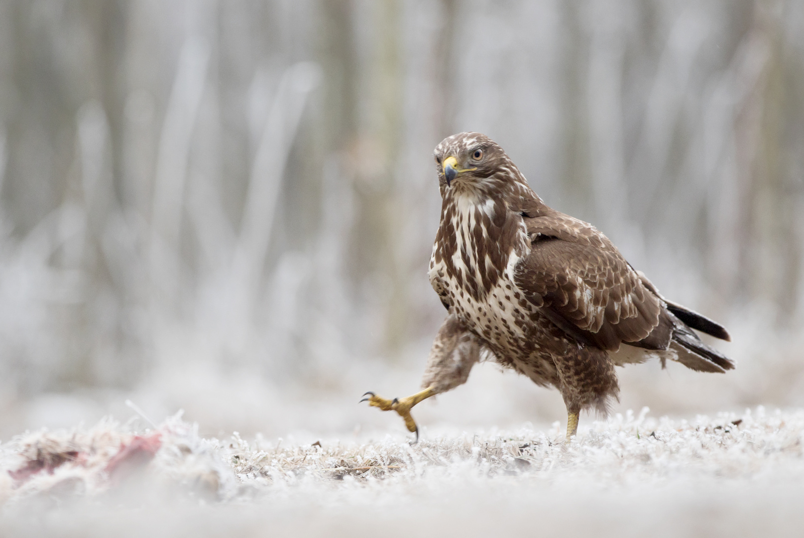 Bussard Foto & Bild | tiere, wildlife, wildlife luder-futterplätze ...