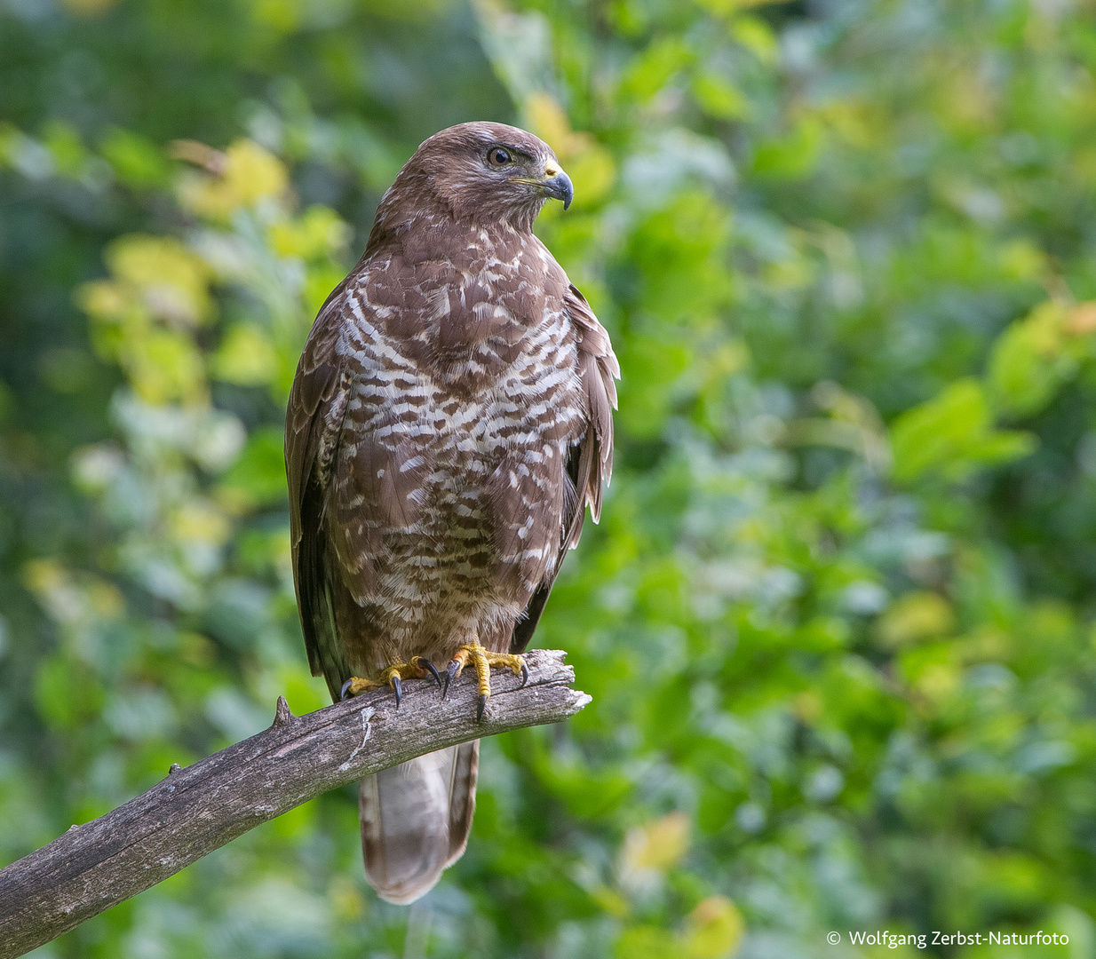 Bussard --- Foto & Bild | fotos, natur, pflanzen Bilder auf fotocommunity