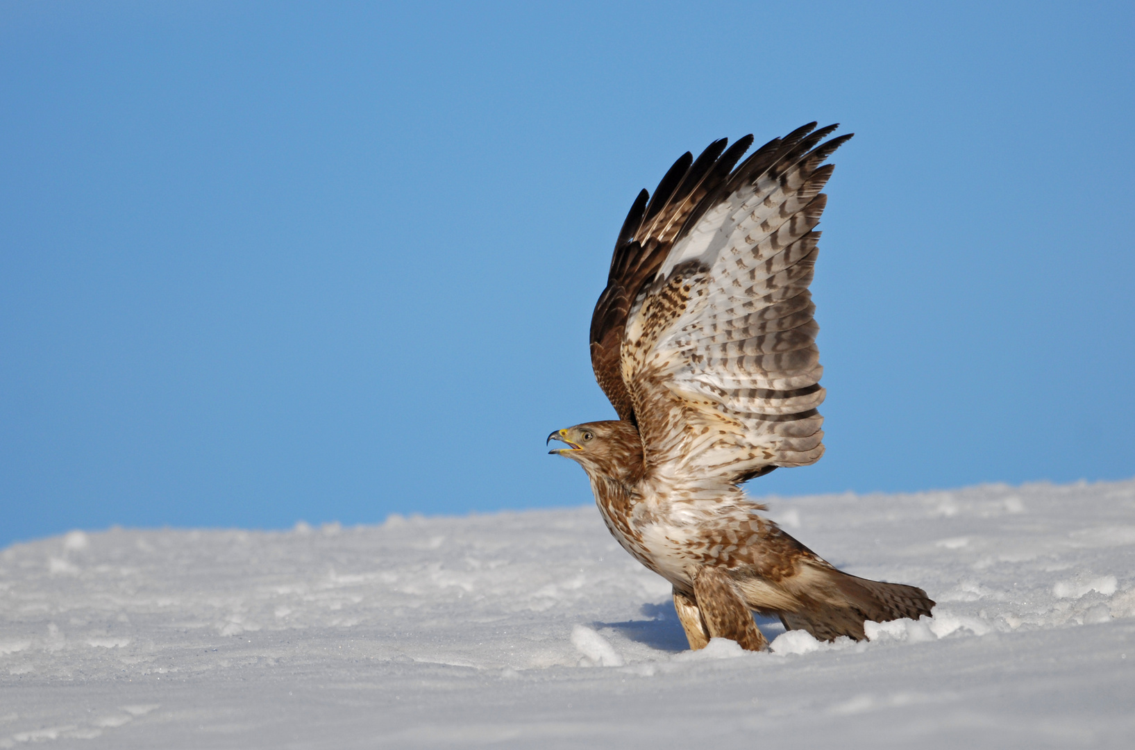 Bussard Foto & Bild | tiere, wildlife, wild lebende vögel Bilder auf ...