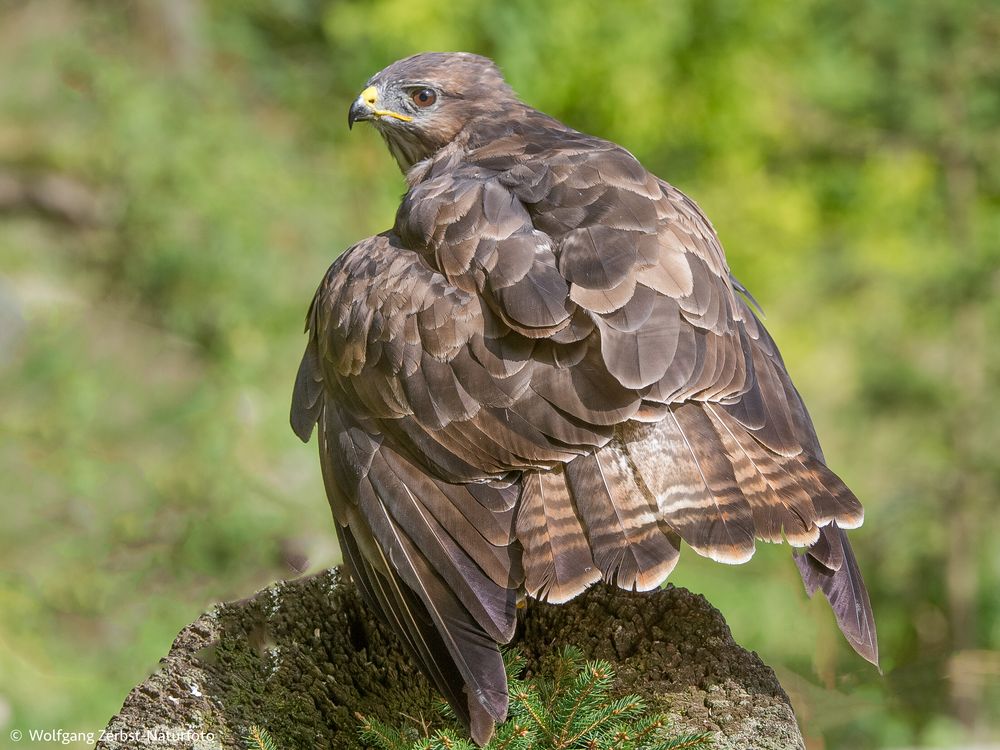 -- Bussard -- Foto & Bild | fotos, natur, blüten Bilder auf fotocommunity
