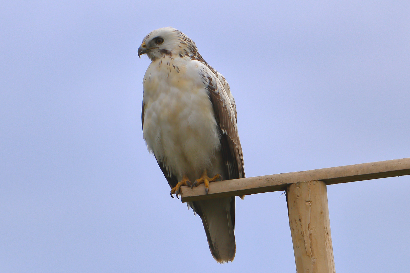 Bussard Foto & Bild | tiere, wildlife, wild lebende vögel Bilder auf ...