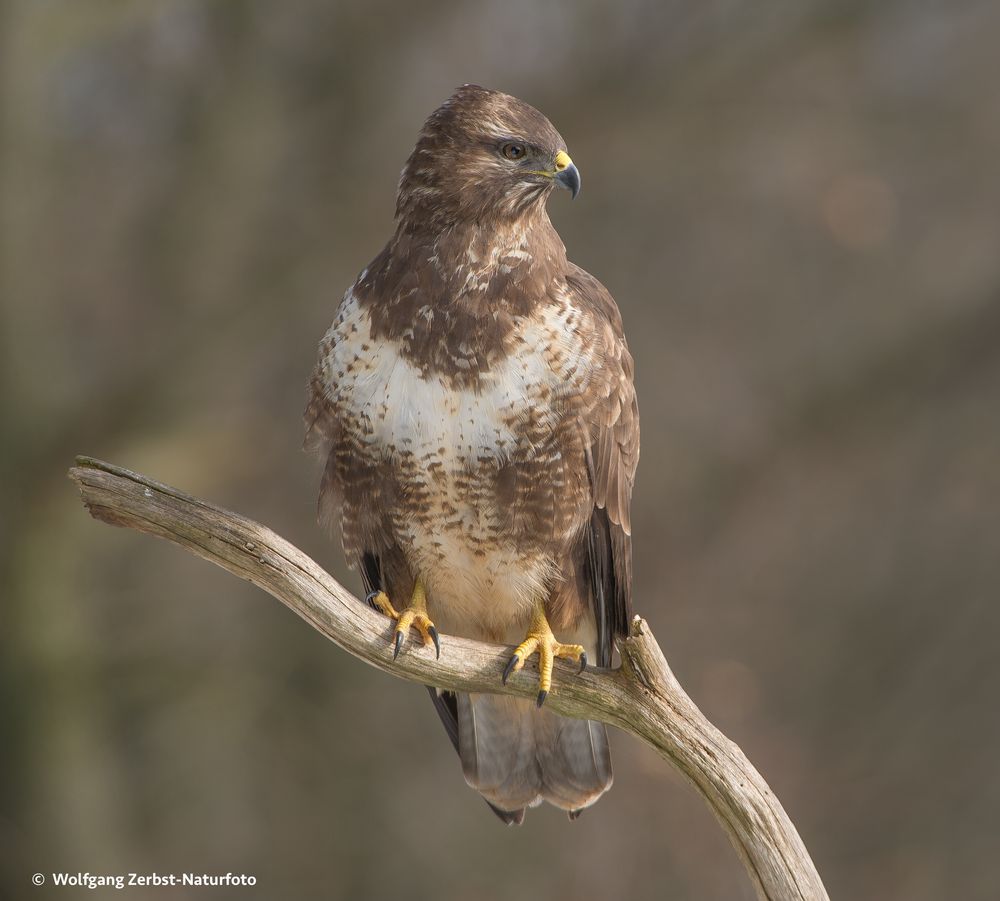 Bussard --- Foto & Bild | fotos, natur, pflanzen Bilder auf fotocommunity