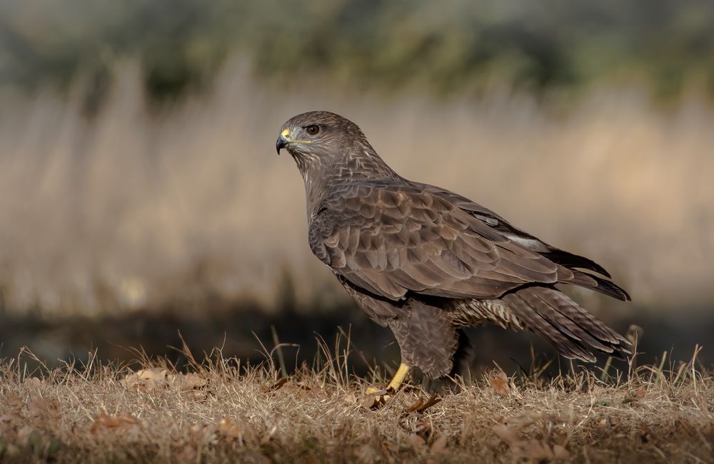 Bussard Foto & Bild | tiere, wildlife, wild lebende vögel Bilder auf ...