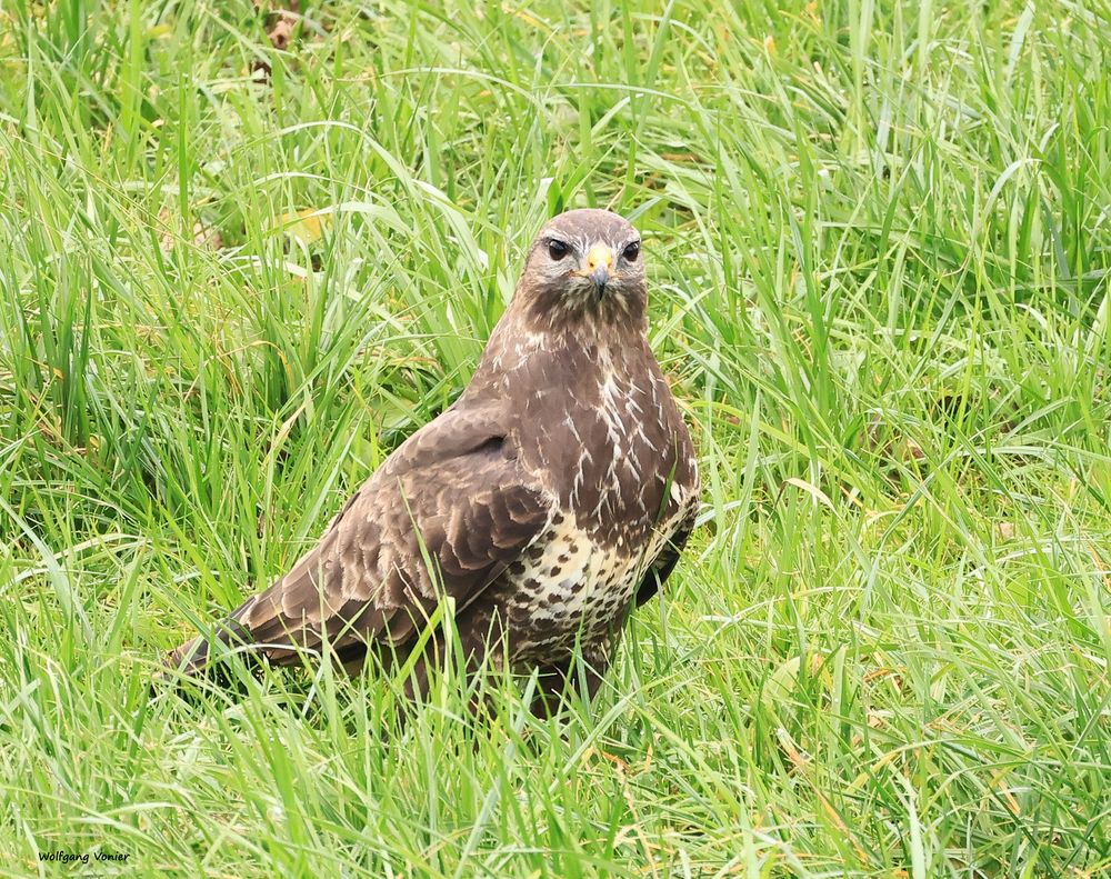Bussard Foto & Bild | tiere, wildlife, wild lebende vögel Bilder auf ...