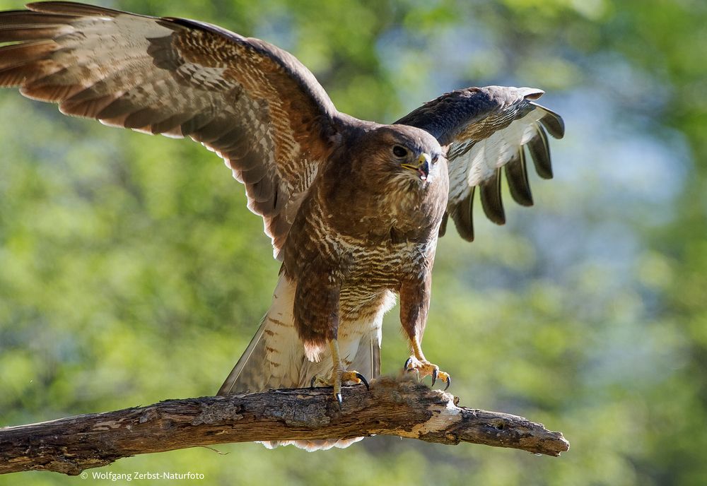 -- Bussard -- Foto & Bild | fotos, natur, tiere Bilder auf fotocommunity