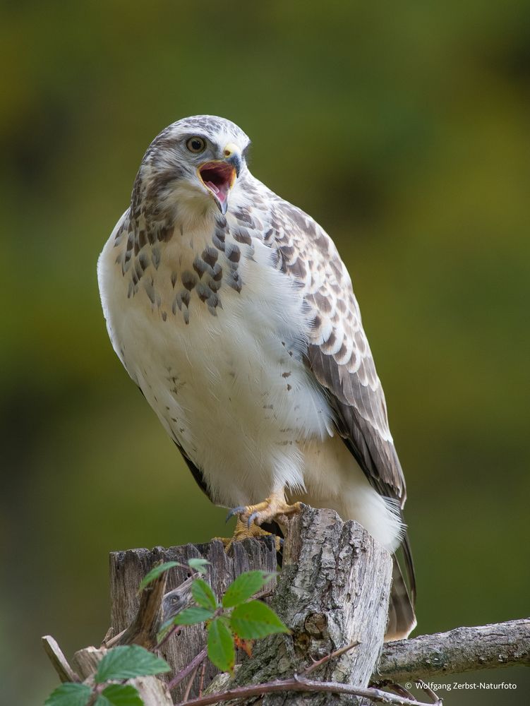 Bussard --- Foto & Bild | fotos, winter, frühling Bilder auf fotocommunity