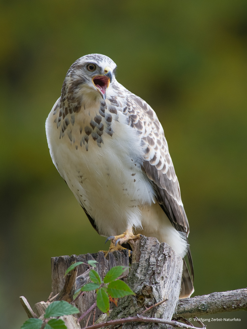Bussard --- Foto & Bild | fotos, winter, frühling Bilder auf fotocommunity