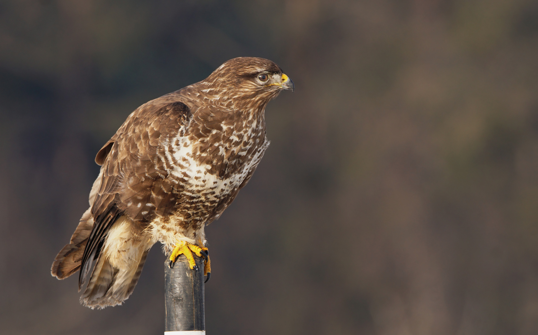 Bussard Foto & Bild | winter, natur, vögel Bilder auf fotocommunity