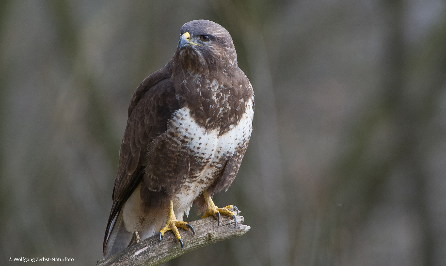 -- Bussard -- Foto & Bild | fotos, world, natur Bilder auf fotocommunity