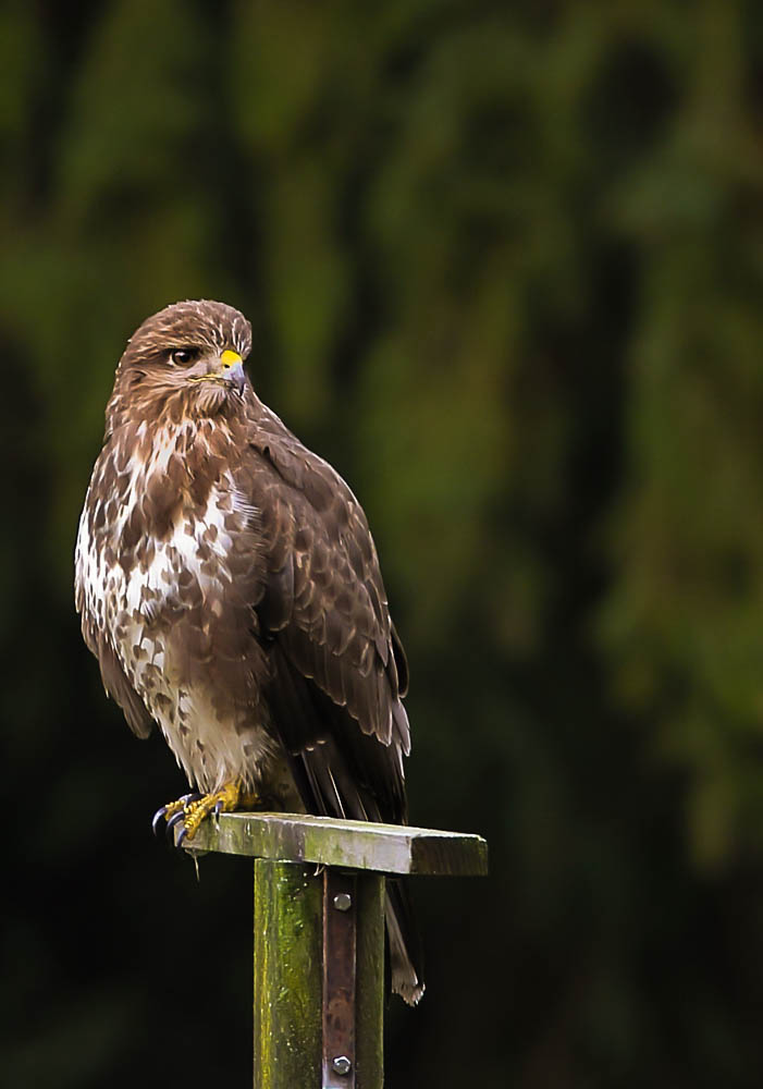 Bussard Foto & Bild | natur, tiere, vögel Bilder auf fotocommunity