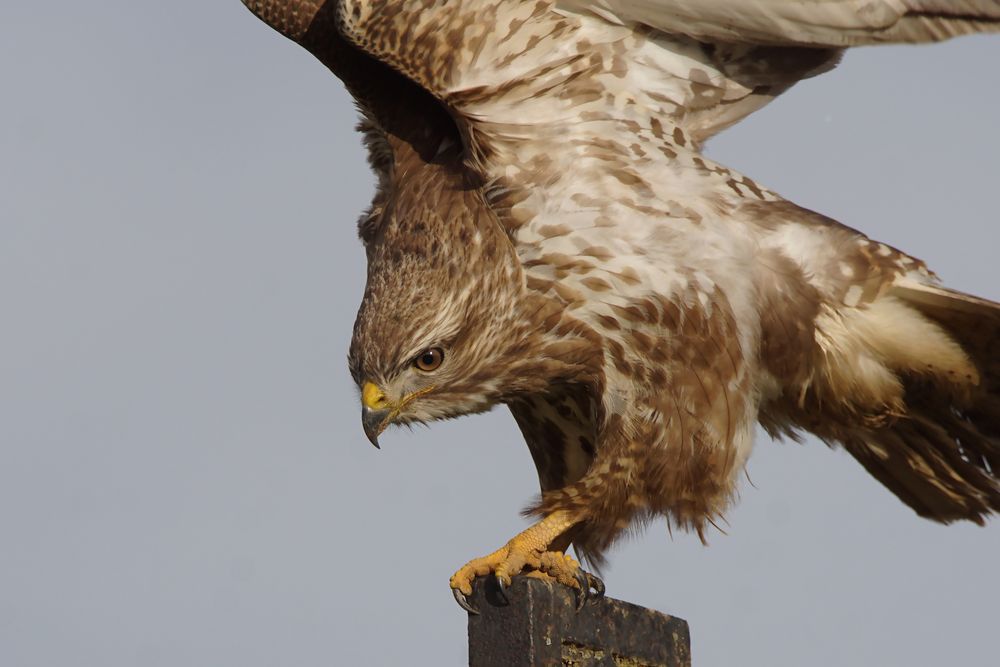 Bussard Foto & Bild | tiere, wildlife, wild lebende vögel Bilder auf ...