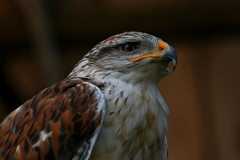 Bussard Foto & Bild | fotos, natur, tiere Bilder auf fotocommunity