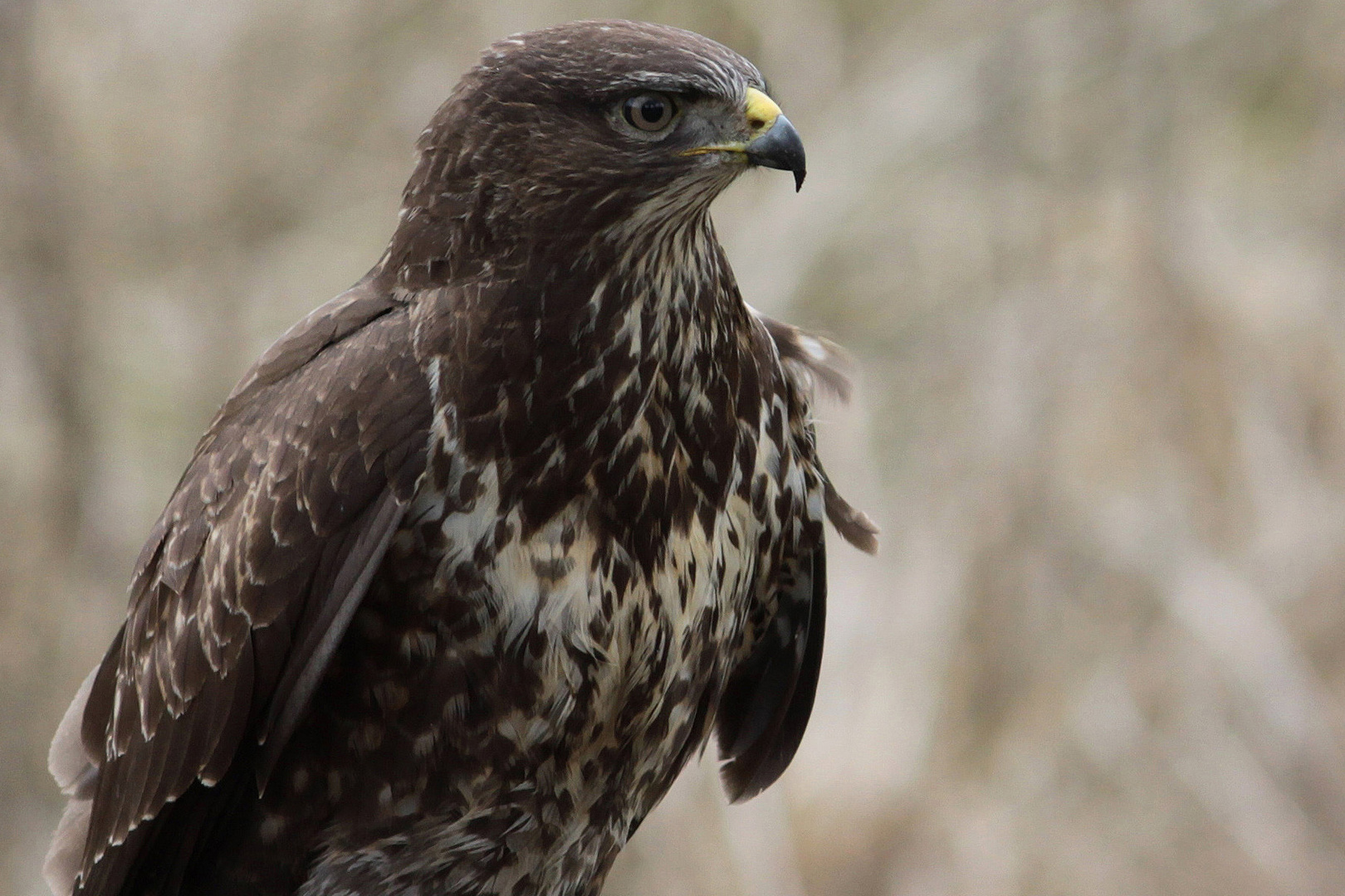Bussard Foto & Bild | tiere, wildlife, wild lebende vögel Bilder auf ...