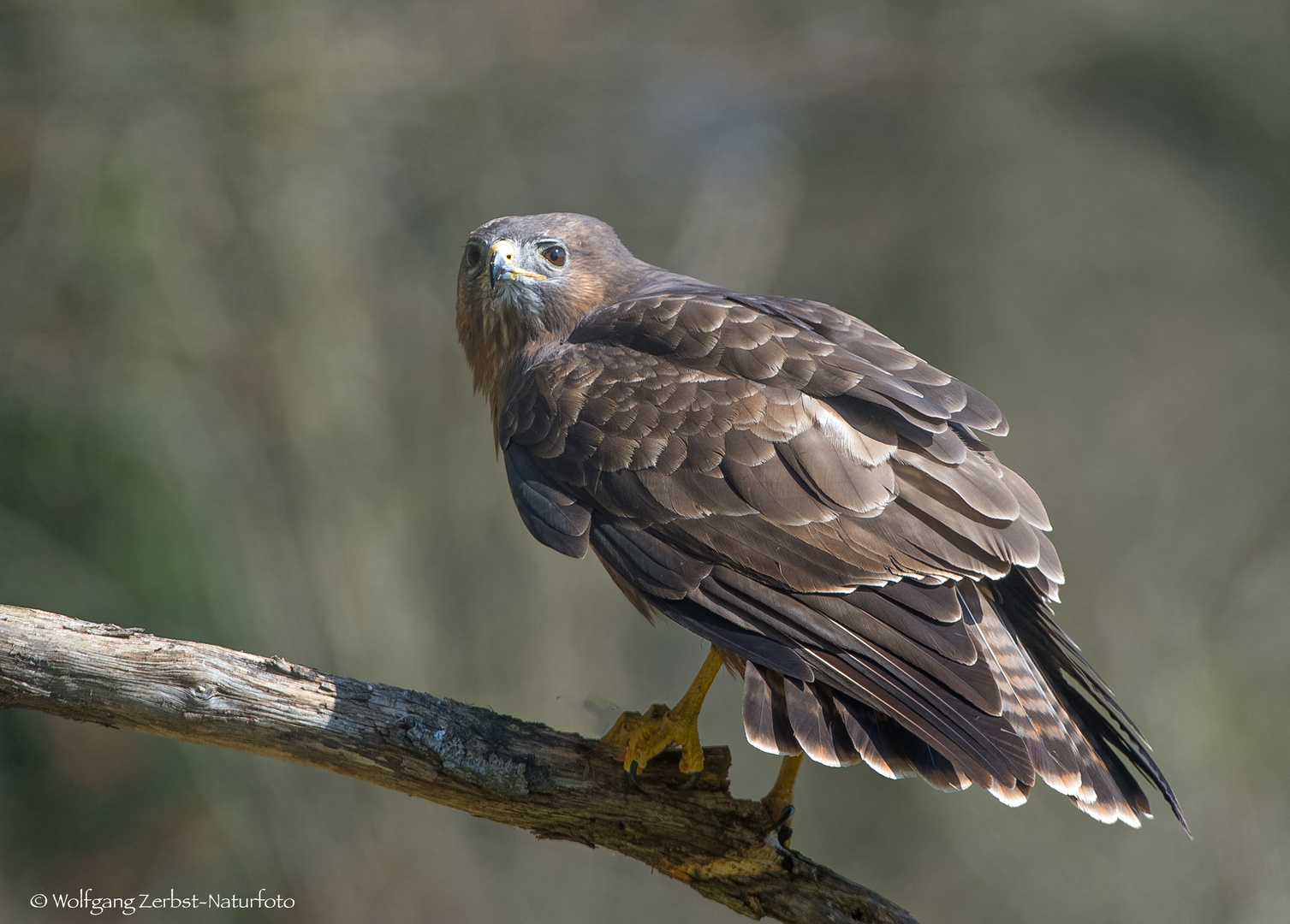 -- Bussard -- Foto & Bild | fotos, world, natur Bilder auf fotocommunity