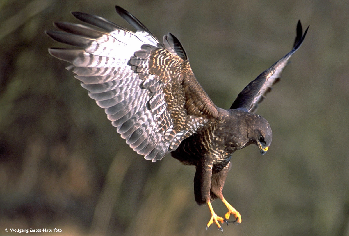 -- Bussard bei der Landung -- Foto & Bild | fotos, natur, tiere Bilder ...