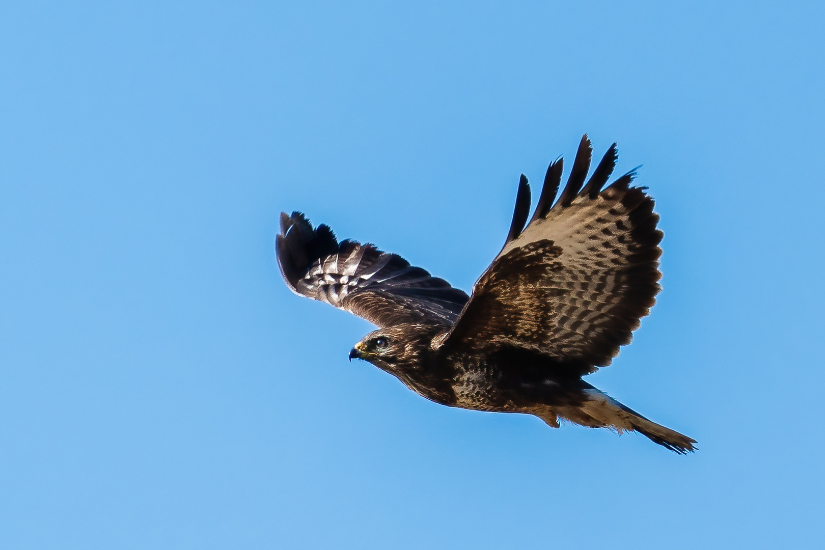 Bussard Foto & Bild | fotos, natur, landschaft Bilder auf fotocommunity