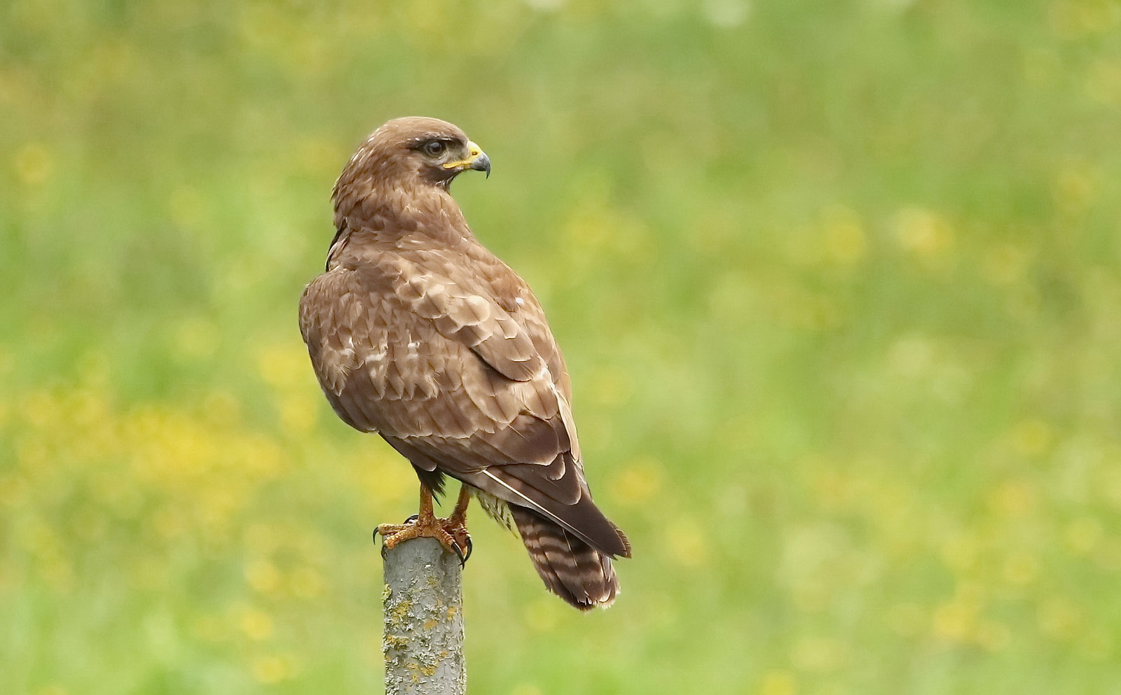 Bussard Foto & Bild | tiere, wildlife, wild lebende vögel Bilder auf ...