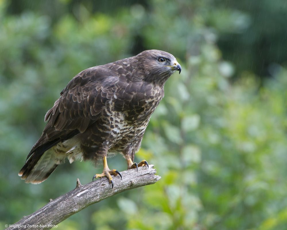 Bussard --- Foto & Bild | fotos, winter, frühling Bilder auf fotocommunity
