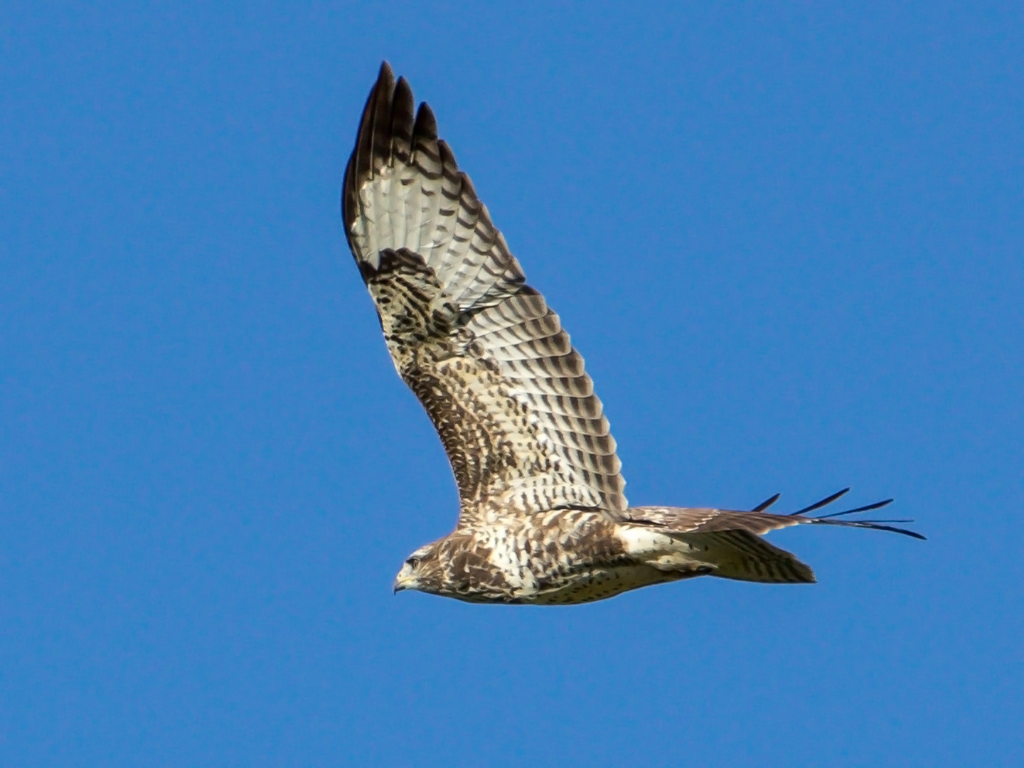 Bussard Foto & Bild | tiere, wildlife, wild lebende vögel Bilder auf ...