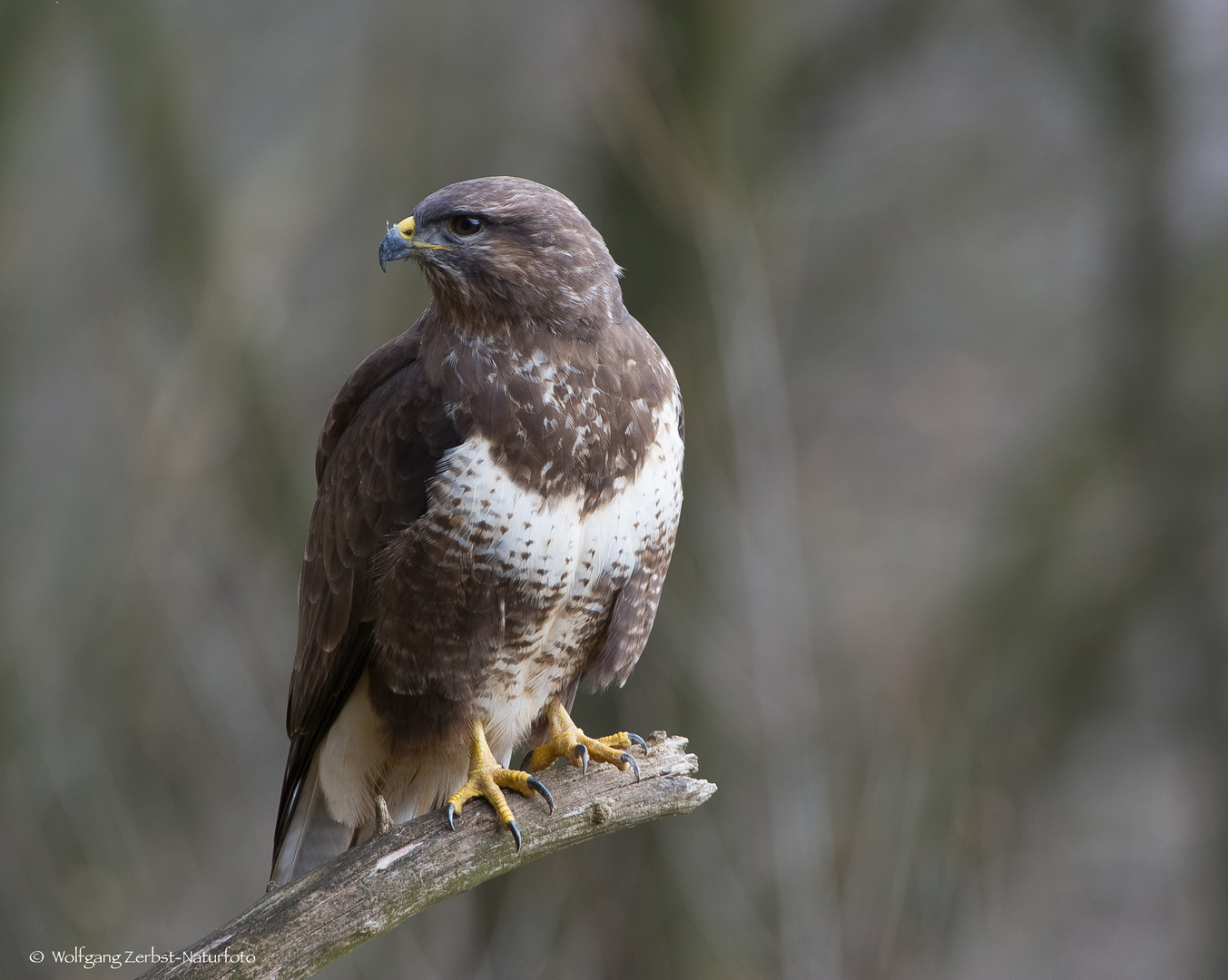 " BUSSARD. " Foto & Bild | fotos, world, natur Bilder auf fotocommunity