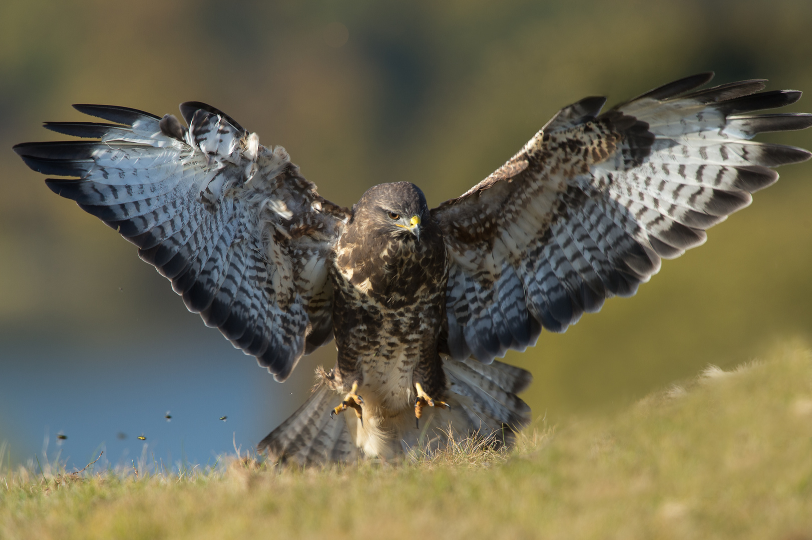 Bussard ... Foto & Bild | deutschland, europe, mecklenburg- vorpommern ...