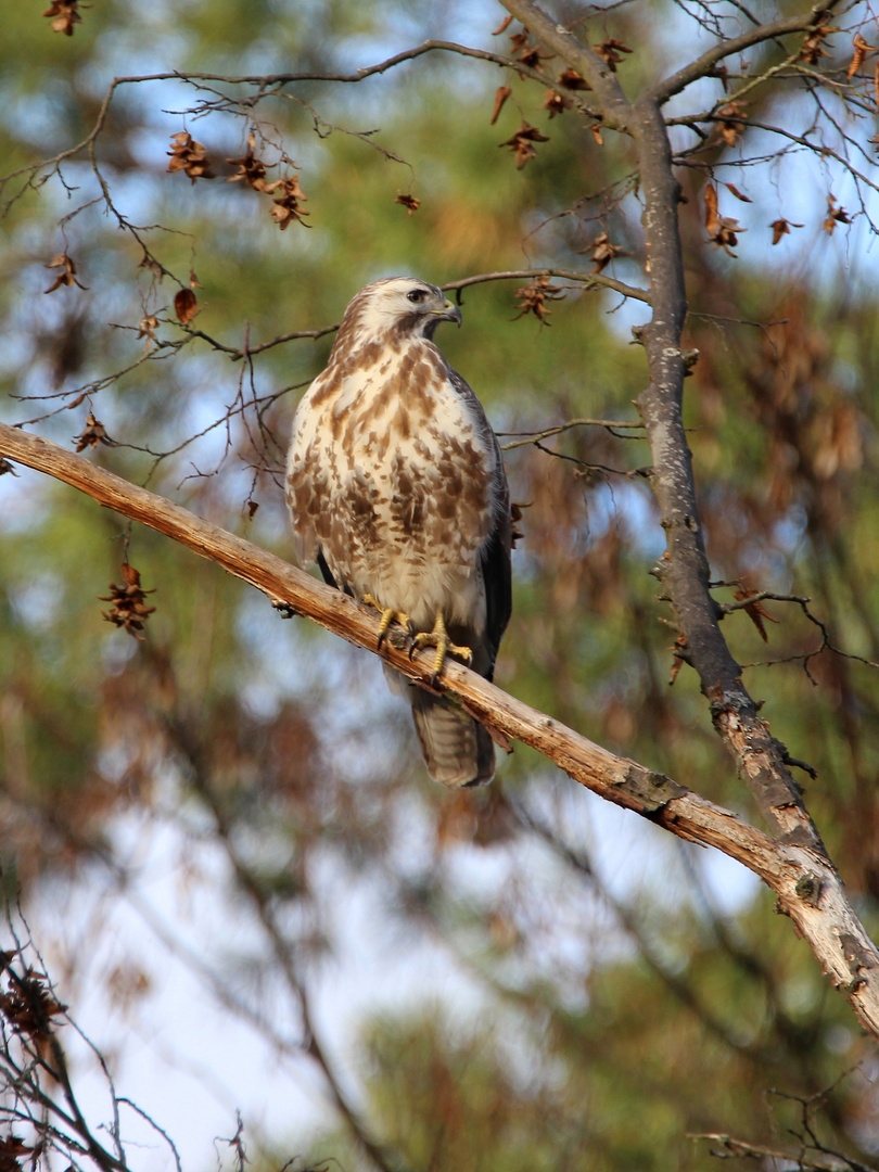 Bussard Foto & Bild | tiere, wildlife, wild lebende vögel Bilder auf ...