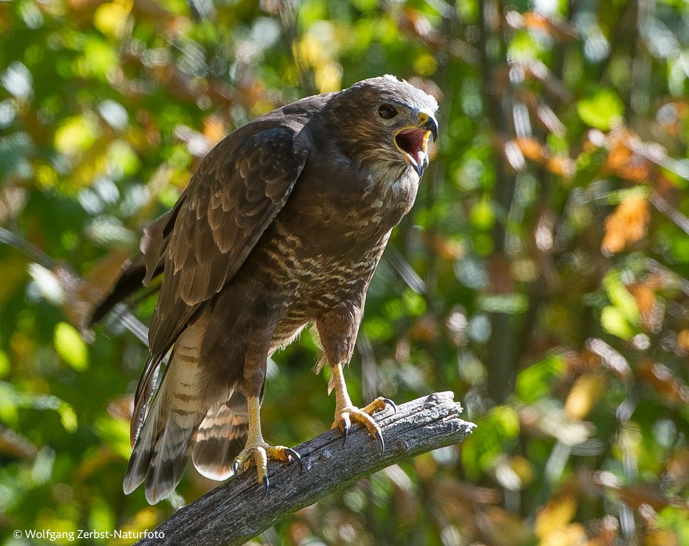 -- Bussard -- Foto & Bild | fotos, natur, tiere Bilder auf fotocommunity