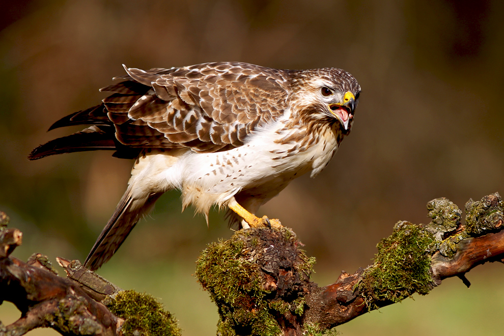 BUSSARD Foto & Bild | tiere, wildlife, wildlife luder-futterplätze ...