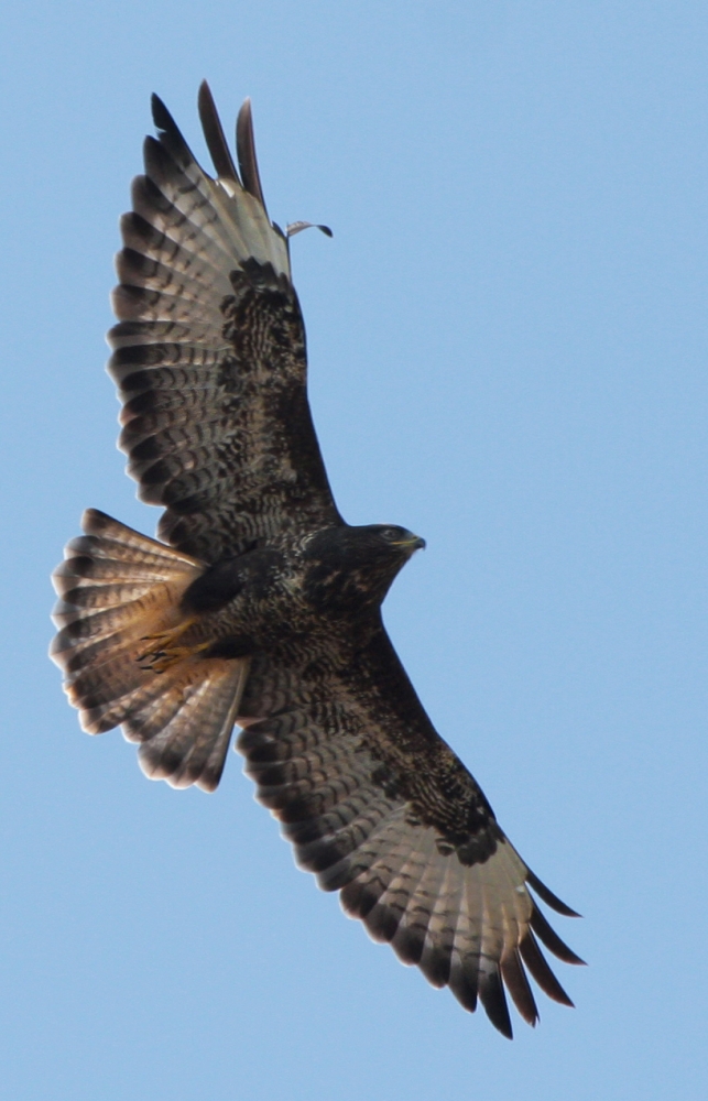 Bussard Foto & Bild | tiere, wildlife, wild lebende vögel Bilder auf ...
