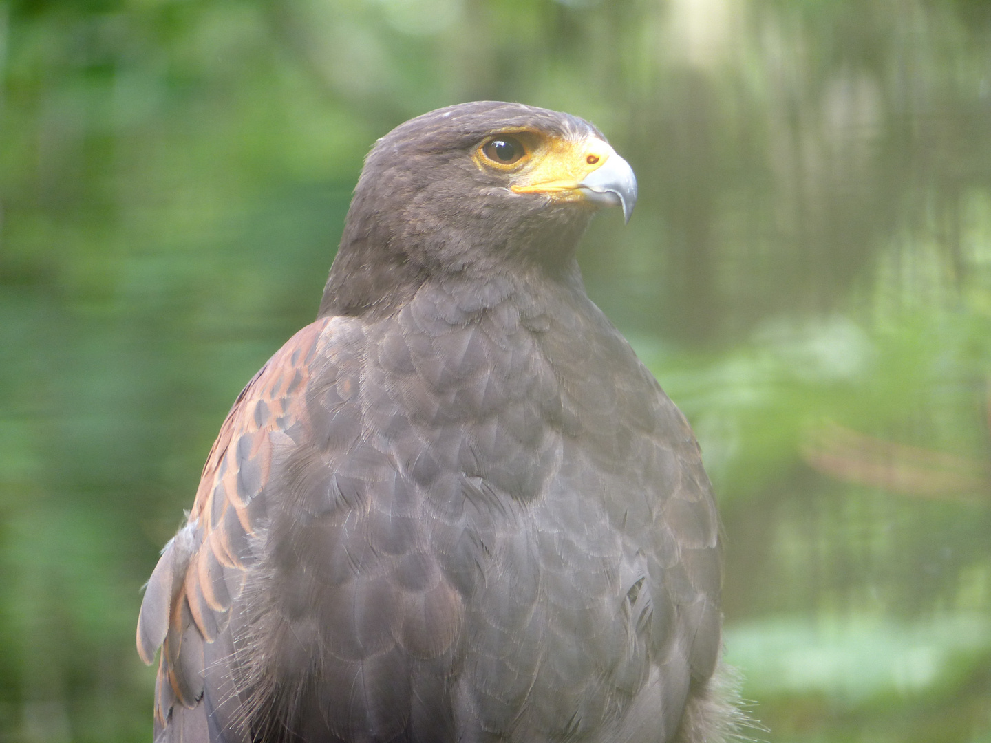 " Bussard der Wüste " Foto & Bild | tiere, zoo, wildpark & falknerei ...
