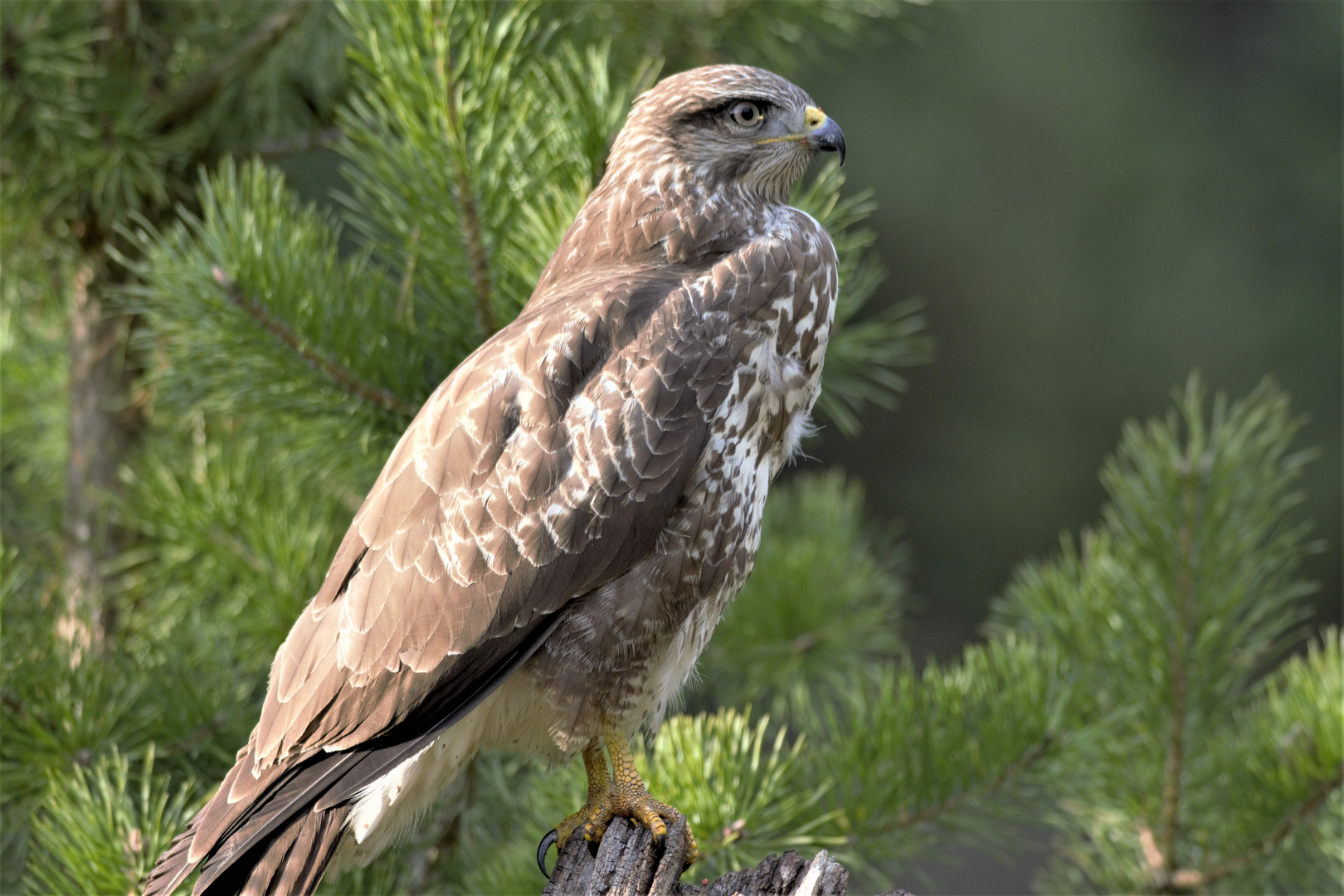 Bussard DSC_8076 Foto & Bild | abstraktes, natur-kreativ ...