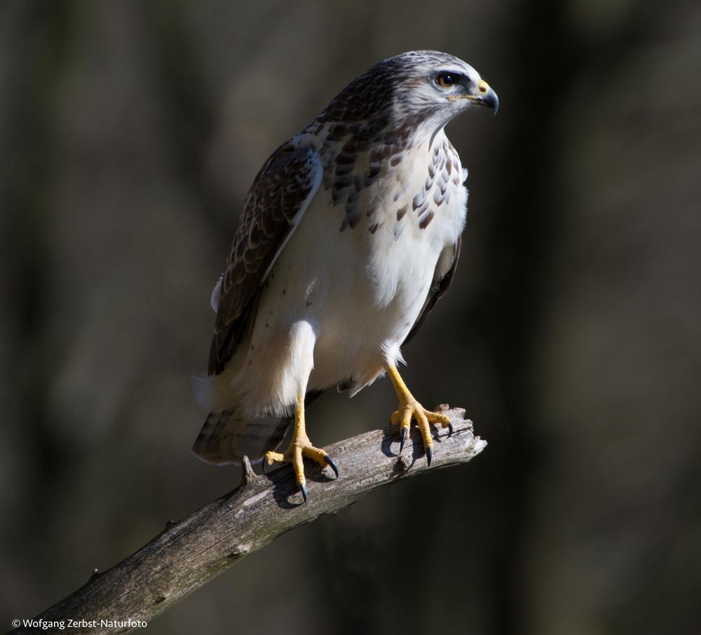 Bussard --- Foto & Bild | fotos, winter, frühling Bilder auf fotocommunity